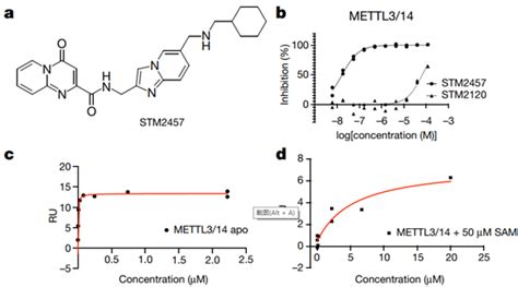 Small Molecule Inhibition Of Mettl3 As A Strategy For The Treatment Of Myeloid Leukemia Blog