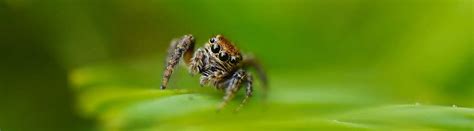 21 Spider Facts That Arent That Creepy