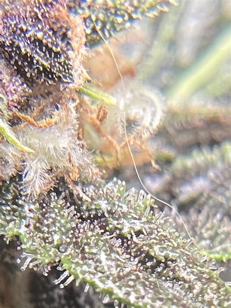 Day 62 Update W Some Root Porn For All You Nasties 😉 R