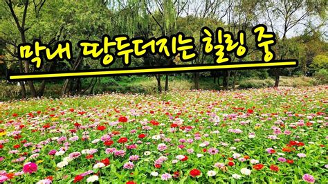 산책하다 예쁘게 핀 백일홍 꽃밭에서 꽃멍🌸 양재천 백일홍 아름다운풍경 가을풍경 꽃멍 막내땅두더지 힐링 꽃 꽃순이