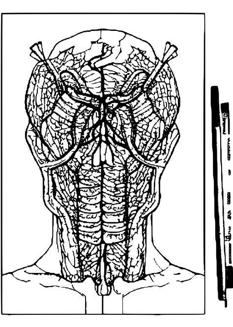 Cardiovascular Anatomy Coloring Book · Creative Fabrica