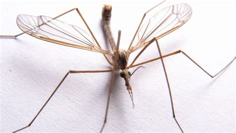 What Are Those Giant Mosquito Like Bugs Invading Your Yard Its Crane