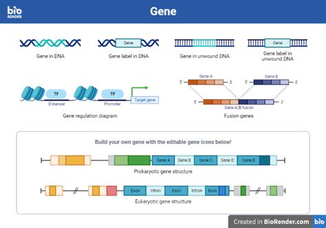 Gene Definition Features Structure Expression Functions Sciencevivid