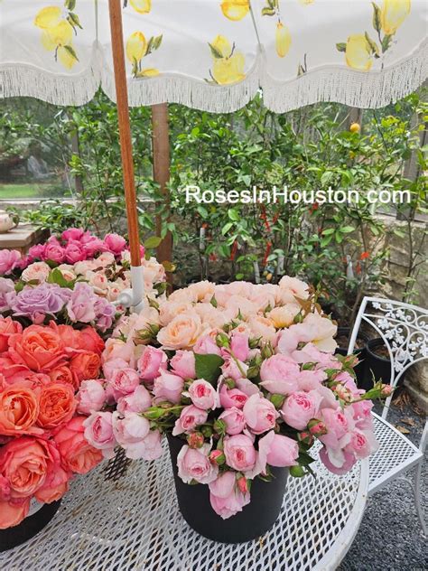 Event At Life In Rose Farm