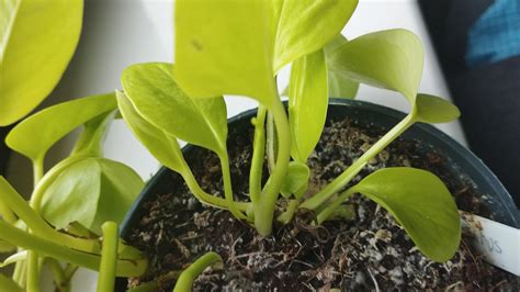 Six Shoots From One Node R Pothos
