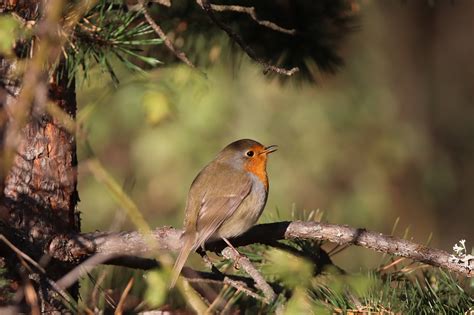 Robin Bird Nature Free Photo On Pixabay Pixabay