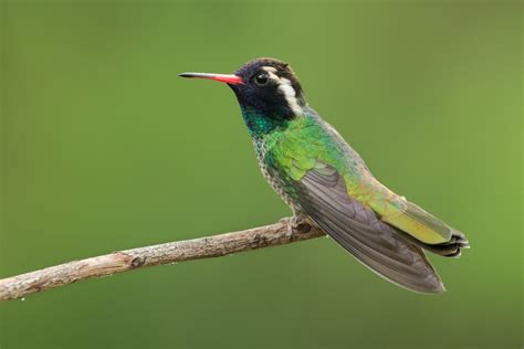 Hummingbird Migration Map 2023 Sightings And Patterns