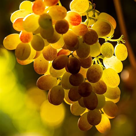 Doris Schechter Youtube