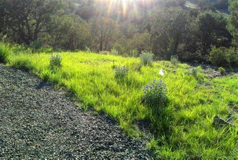 Seeding With Native Grasses The Raincatcher Santa Fe Nm