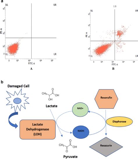 A Facs Assessment Of Cell Apoptosis Using Annexin Pi Staining A Download Scientific Diagram