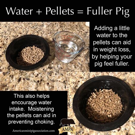 Weight Loss Tip Ampa American Mini Pig Association