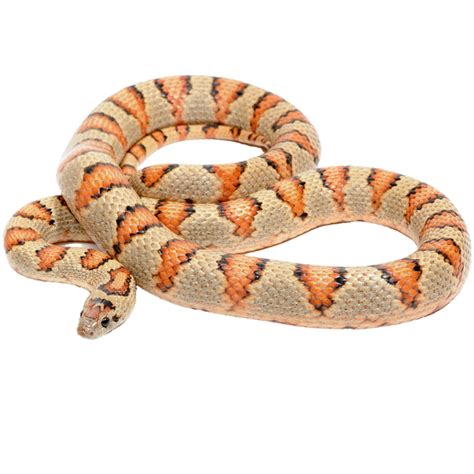 Variable Kingsnake Reptichip Llc