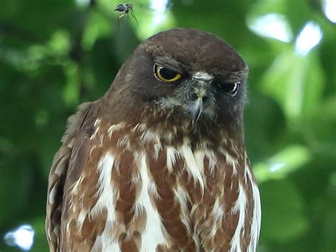 アオバズク雄と雌 季節の風