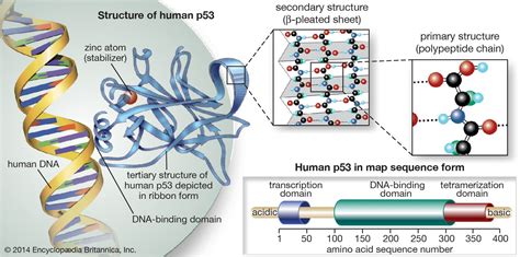 Tp53 Gene Britannica