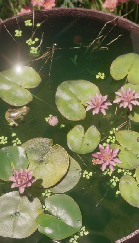 Водоем с кувшинками Кувшинки Цветок лотоса Цветок