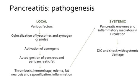 28 Exocrine Pancreas And Gi Flashcards Quizlet