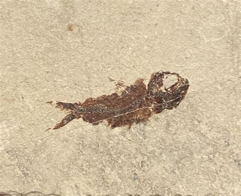 Need Help Identifying R Fossils