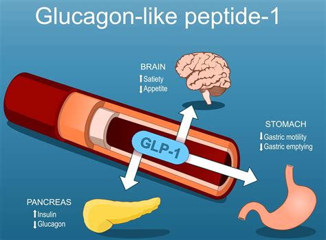 Siapa Yang Tidak Boleh Mengambil Agonis Reseptor Glp 1 Med Malay