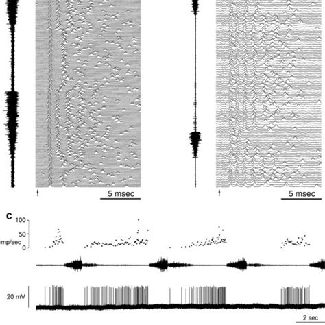 Morphological Features Of The Renshaw Cells A Soma And Proximal