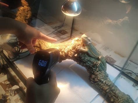 Basking Spot Temp Way Too High Rbeardeddragons