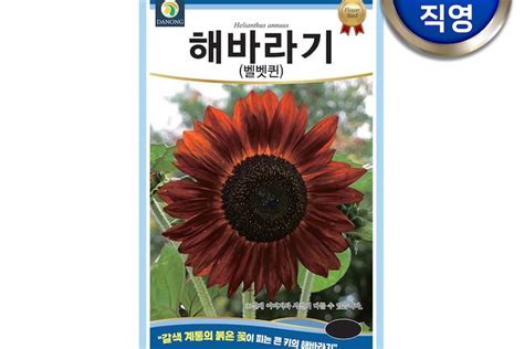 식물 해바라기 벨벳퀸 씨앗 50립 갈색 계통 붉은색 꽃 큰키 꽃밭 일년생 꽃씨 종자 오늘의집 쇼핑
