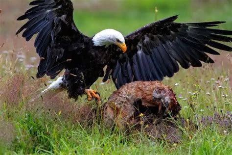 Deadliest Apex Predators In The World Nature Roamer