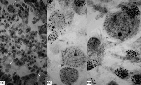 Germ Cells Gc Among Somatic Cells Sc In Zygotic Embryo Of The Re971