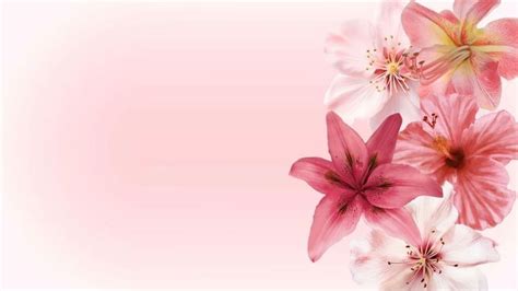 Flower Computer Wallpaper Em 2024 364 Flower Desktop Wallpaper Pink