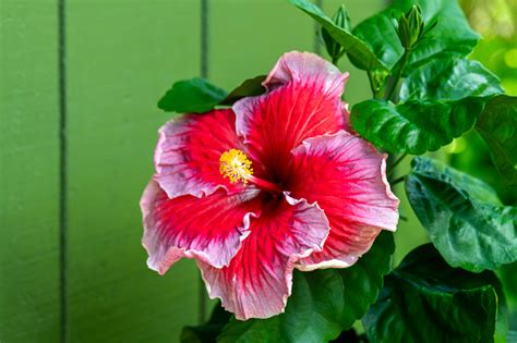 분홍색과 빨간색의 히비스커스 꽃과 흐릿한 백고운드를 배경으로 녹색 잎사귀 하와이 제도에 대한 스톡 사진 및 기타 이미지 하와이 제도 정원 카우아이 Istock