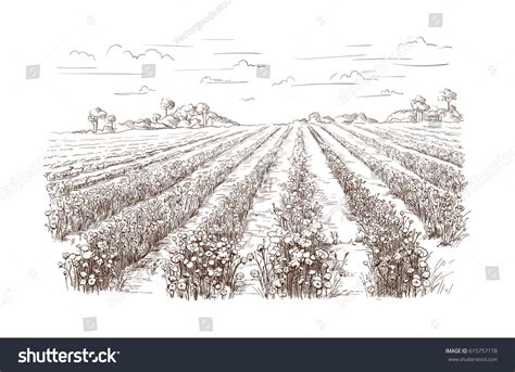 3 488 Cotton Field Stock Vectors Images And Vector Art Shutterstock