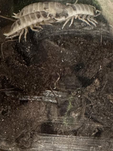 I Discovered A Weird Worm In My Enclosure You Can See It Right In The