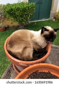 Cat Licking Itself Royalty Free Photos And Stock Images Shutterstock