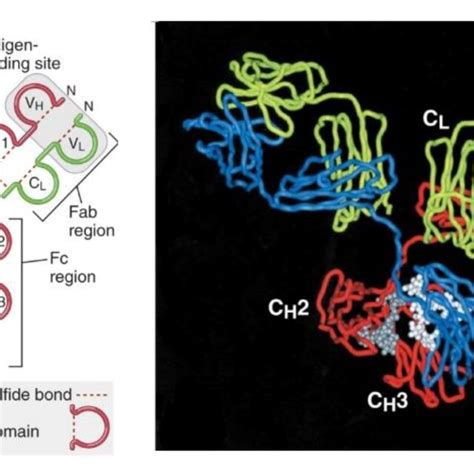 Schematic Diagram Of A Secreted Igg Molecule The Antigen Binding Sites