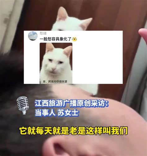猫咪病好后想要出去玩让主人开门主人没理它