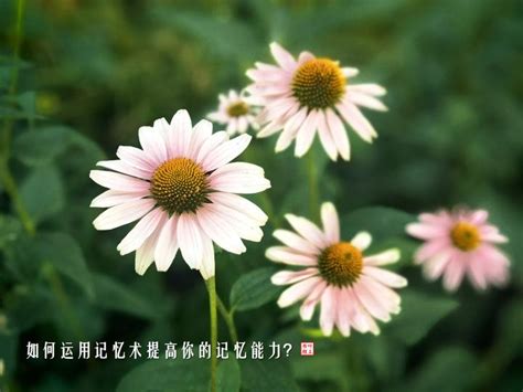 想不想运用神奇的记忆术，来提高你的记忆力？ 知乎
