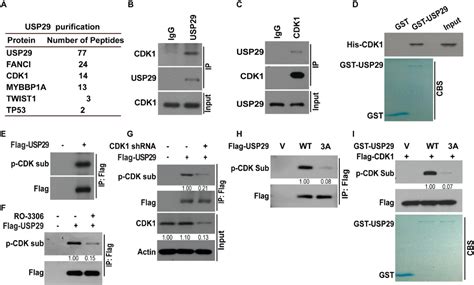 Phosphorylation Of USP By CDK Governs TWIST Stability And Oncogenic Functions Guan