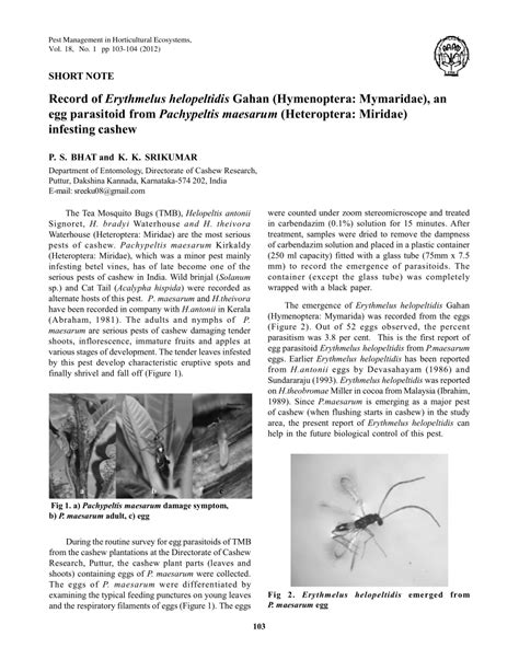 Pdf Record Of Erythmelus Helopeltidis Gahan Hymenoptera Mymaridae