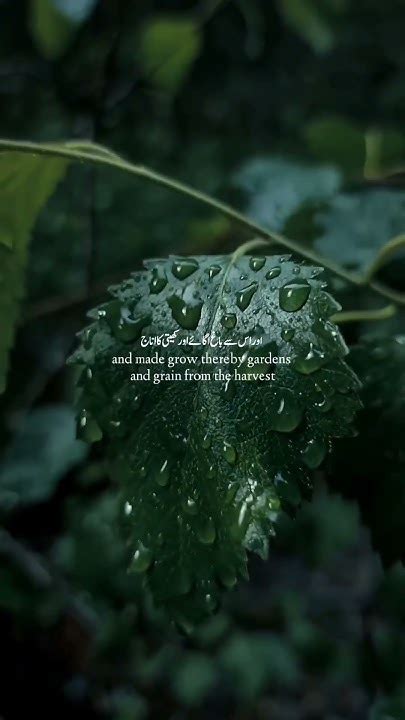 Surah Qaaf Verses [6] [11] Urdutranslation Quran Islamicstatus Youtube