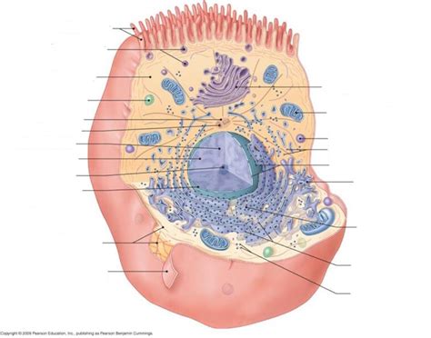 Model Cell Diagram Quizlet