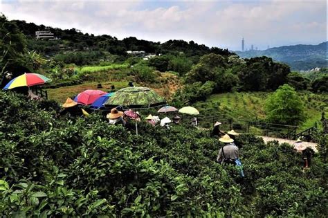 你所不知道的木柵鐵觀音製茶 茶產業特展告訴你