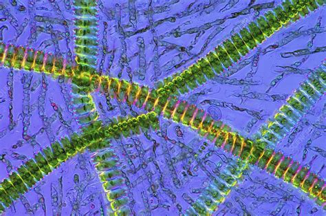 Desmidium Desmids Light Micrograph Stock Image C0292963 Science