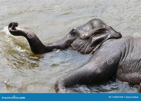 Asian Elephant Elephas Maximus Bathing In The River Stock Image Image