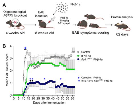 Interferon Beta 1a Versus Combined Interferon Beta 1a And Oligodendrocyte Specific Fgfr1