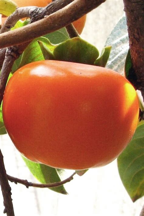 Buy Fuyu Jiro Japanese Persimmon Tree Free Shipping Wilson Bros