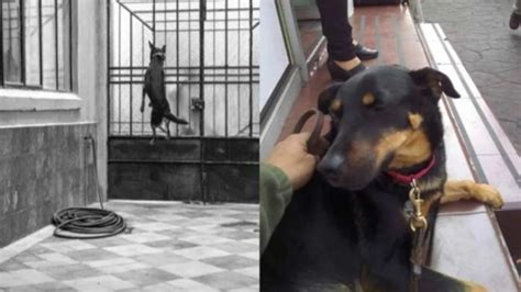 Una Marca De Alimento Para Perro Solicitó A La Academia Que Se