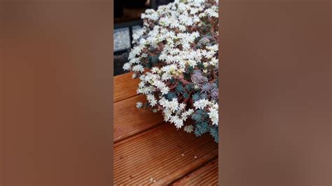 세덤만큼 꽃이 이쁜 다육식물이 있을까요 솔세덤sedum Reflexum Blue Spruce Youtube