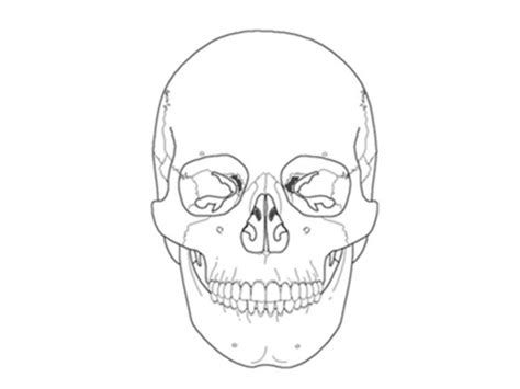 6 2a Ii The Skull Cranial Bones Only The Basics Sutures Flashcards Quizlet