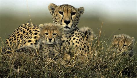 Biotic Factors For A Cheetah Sciencing