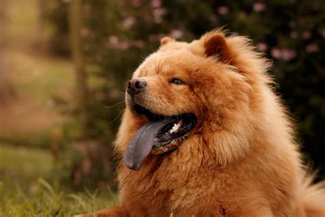 Conoce Usted La Historia Y Las Caracter Sticas Del Perro Chow Chow