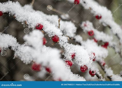 Bayas Redondas Rojas En El Arbusto Nevado Imagen De Archivo Imagen De Flor Macro